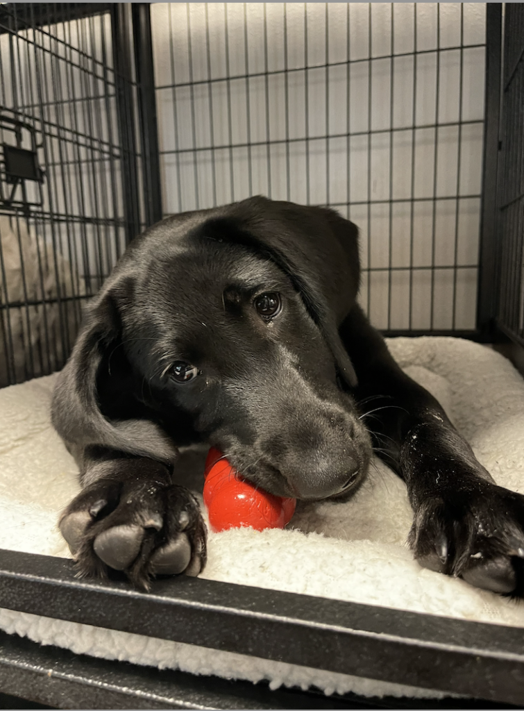 Making crate training a PAWSITIVE experience! | beyondtheleash.dog